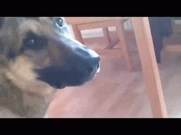 Gsd GIFs - Get the best gif on GIFER