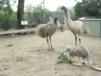 Australia GIFs - Get the best gif on GIFER