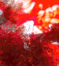 Ink GIFs - Get the best gif on GIFER