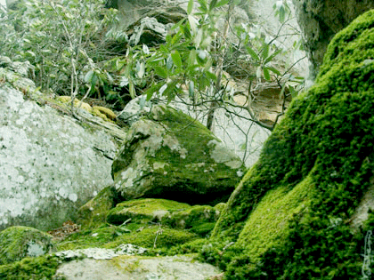 Rhododendron GIFs - Obtenez le meilleur gif sur GIFER