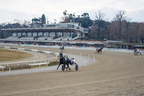 Horseivity GIFs - Get the best gif on GIFER