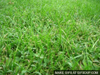 Grass GIFs - Get the best gif on GIFER