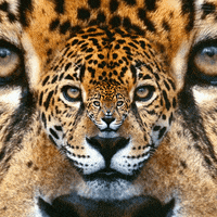 Jaguar GIFs - Get the best gif on GIFER
