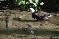 Adler GIFs - Get the best gif on GIFER