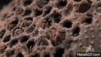 Trypophobia GIFs - Get the best gif on GIFER