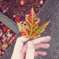 Seasonal GIFs - Get the best gif on GIFER