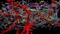 Neuron GIFs - Get the best gif on GIFER