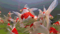 Goldfish GIFs - Get the best gif on GIFER