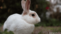 Rabbit GIFs - Get the best gif on GIFER
