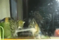 Match GIFs - Get the best gif on GIFER