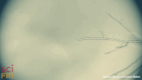 Fungus GIFs - Get the best gif on GIFER