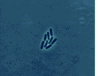 Microbiology GIFs - Get the best gif on GIFER