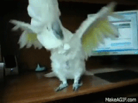 Manic GIFs - Get the best gif on GIFER