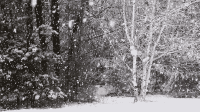 Snow GIFs - Get the best gif on GIFER