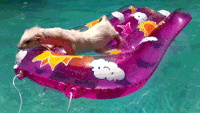 Floaties GIFs - Get the best gif on GIFER