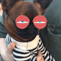 Bark GIFs - Get the best gif on GIFER