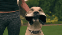 Dear GIFs - Get the best gif on GIFER