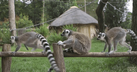 Lemur GIFs - Get the best gif on GIFER