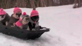 Winter animals GIF - Conseguir el mejor gif en GIFER