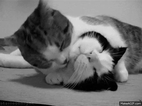 Affectionate GIFs - Get the best gif on GIFER