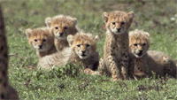 Cheetah GIFs - Get the best gif on GIFER