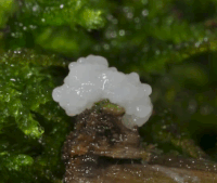 Molds GIFs - Get the best gif on GIFER