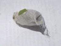 Mites GIFs - Get the best gif on GIFER