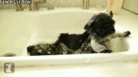 Tubs GIFs - Get the best gif on GIFER