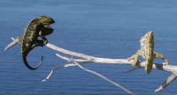 Chameleon GIFs - Get the best gif on GIFER