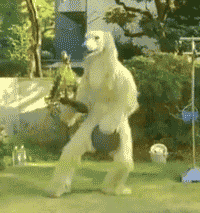 Woooooohoooooo GIFs - Get the best gif on GIFER