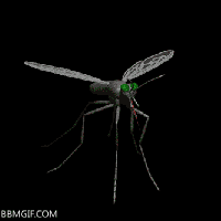 Mosquitoes GIFs - Get the best gif on GIFER