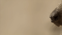 Hyrax GIFs - Get the best gif on GIFER