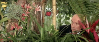 Carnivore GIFs - Get the best gif on GIFER