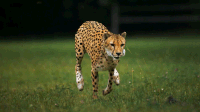 Cheetah GIFs - Get the best gif on GIFER