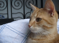 Batch GIFs - Get the best gif on GIFER