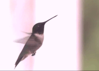 Hummingbirds GIFs - Get the best gif on GIFER