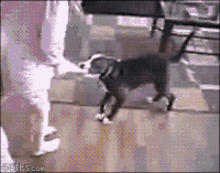 Defends GIFs - Get the best gif on GIFER