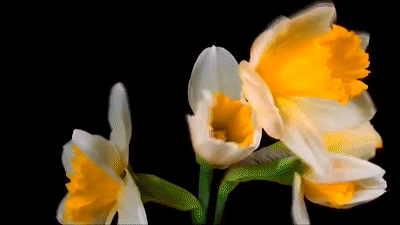 Blooming flower GIFs - Get the best gif on GIFER