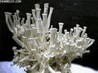 Fungi GIFs - Get the best gif on GIFER