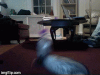 Huron GIFs - Get the best gif on GIFER