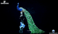 Peacock GIFs - Get the best gif on GIFER