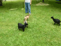 Ziege GIFs - Get the best gif on GIFER