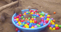 Mongoose GIFs - Get the best gif on GIFER