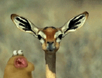 Antelope GIFs - Get the best gif on GIFER