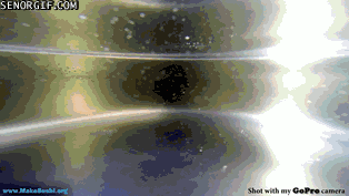 Poach egg GIF - Conseguir o melhor gif em GIFER