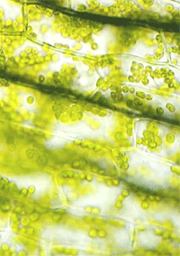 Biology GIFs - Get the best gif on GIFER