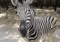 Zebras GIFs - Get the best gif on GIFER