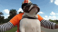Motorcyclist GIFs - Get the best gif on GIFER