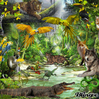 Jungle GIFs - Get the best gif on GIFER