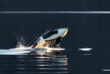 Killer whale GIF - Conseguir o melhor gif em GIFER